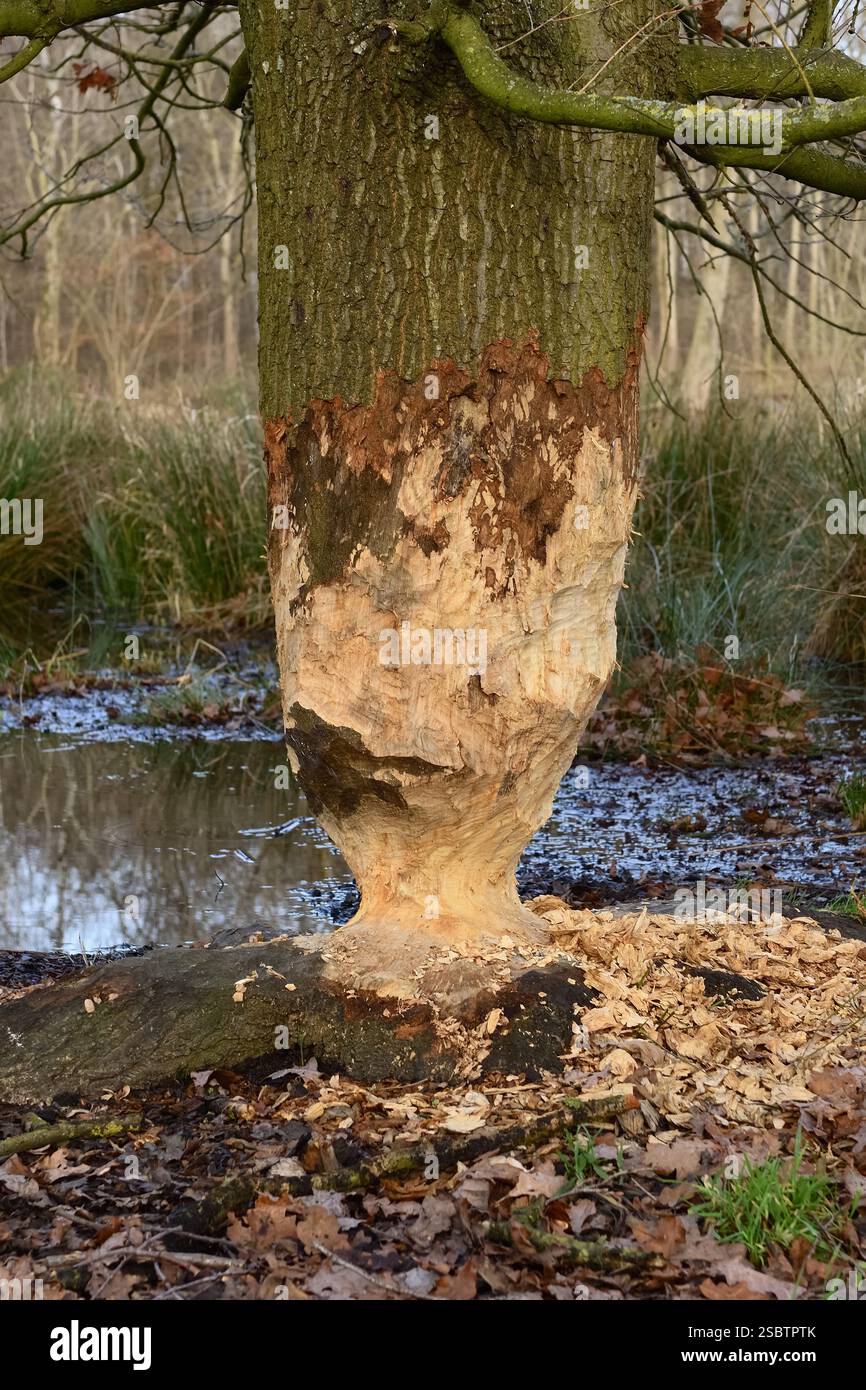 Grub marks... Beaver ( Castor fiber ), tree gnawed by beaver (massive ...