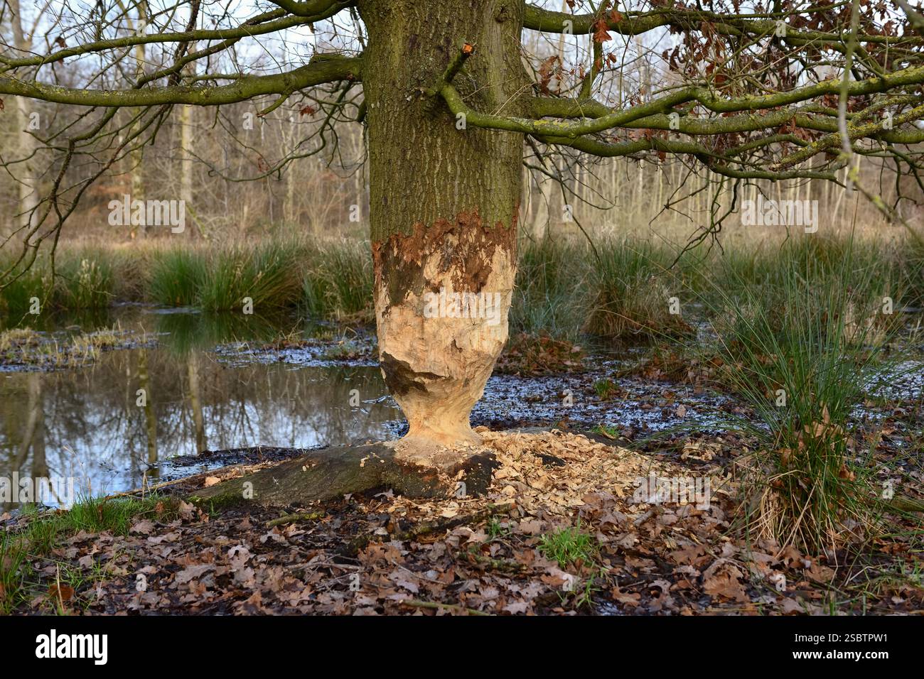 Grub marks... Beaver ( Castor fiber ), tree gnawed by beaver (massive ...