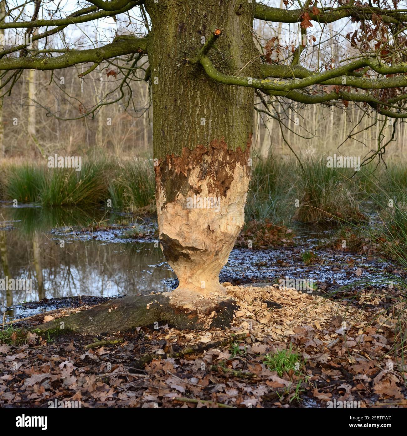 Grub marks... Beaver ( Castor fiber ), tree gnawed by beaver (massive ...