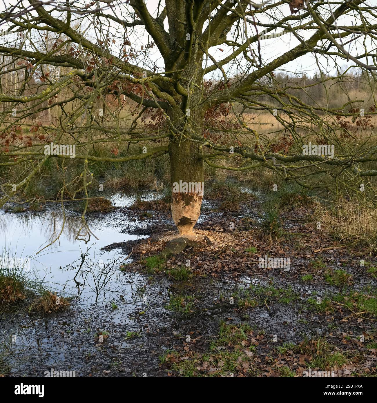 Grub marks... Beaver ( Castor fiber ), tree gnawed by beaver (massive ...
