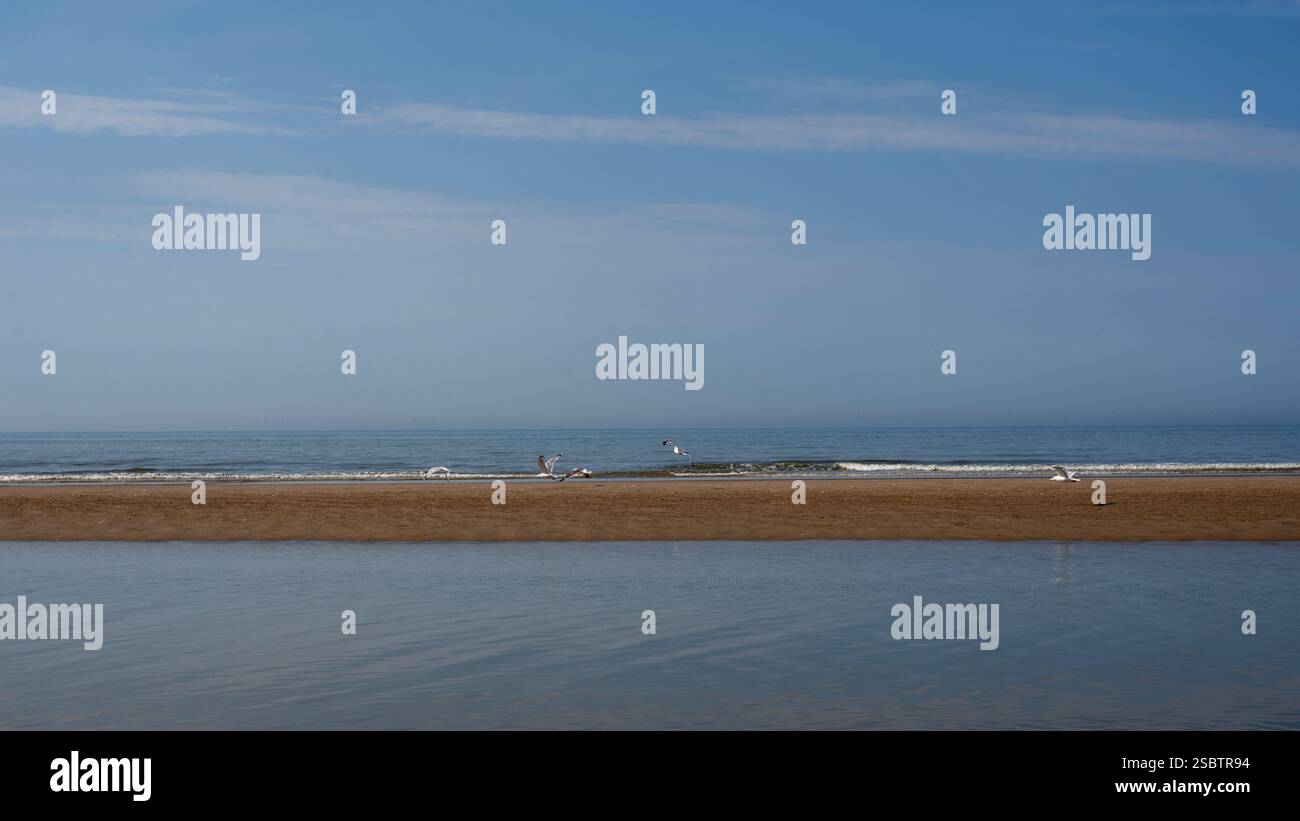 Seagulls flying over sandbank hi-res stock photography and images - Alamy