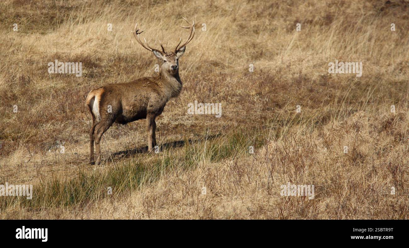Imperial Wild Red Deer Stag in the Scottish Highlands Stock Photo - Alamy