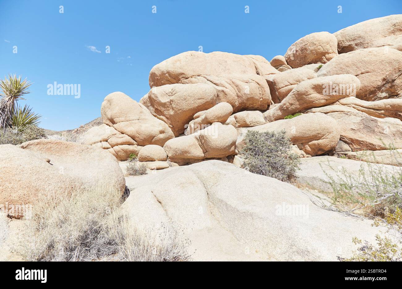 Joshua Tree National Park is where the Colorado and Mojave deserts ...