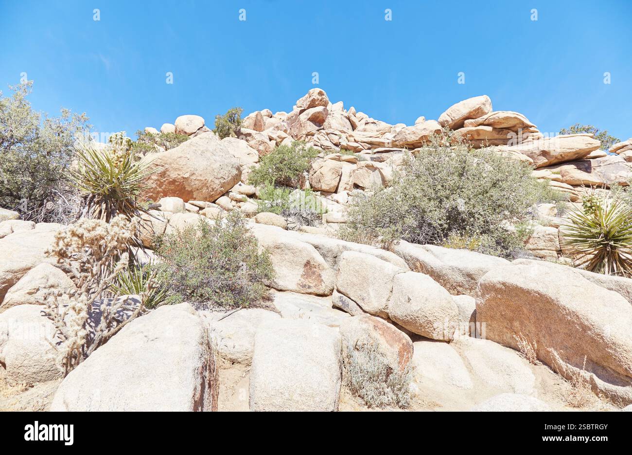 Joshua Tree National Park is where the Colorado and Mojave deserts ...