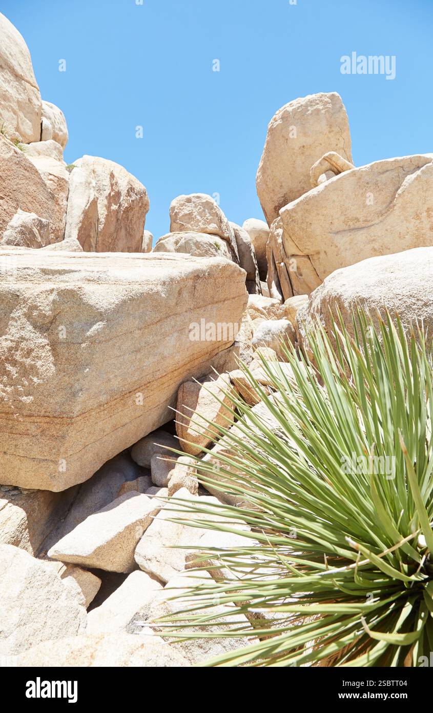 Joshua Tree National Park is where the Colorado and Mojave deserts ...
