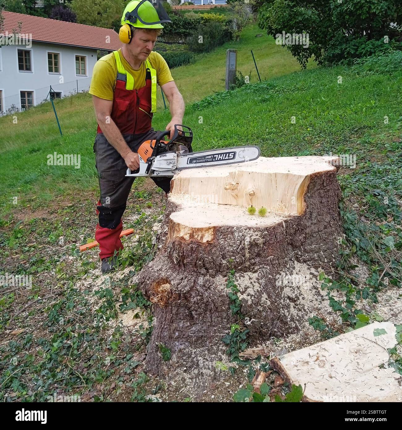 a lumberjack with a chainsaw cutting trees in the forest Lumberjack ...