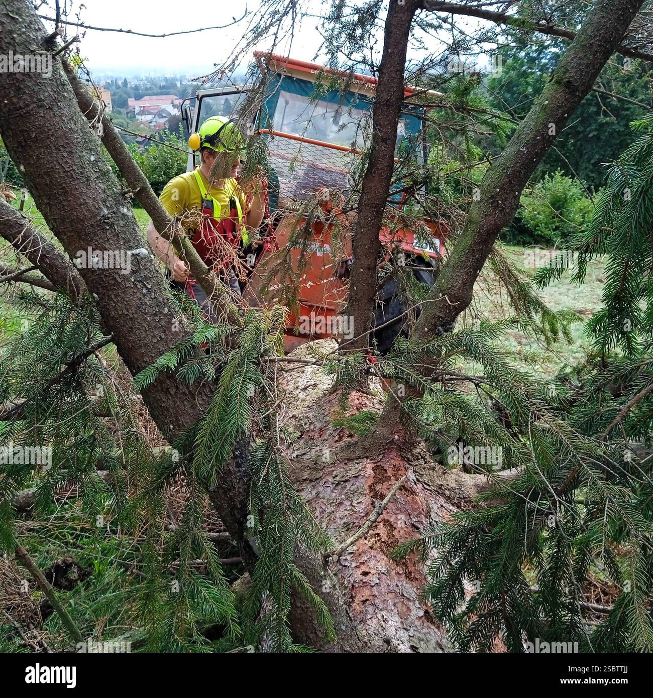 tree felling, logging and forestry work in a commercial forest tree ...