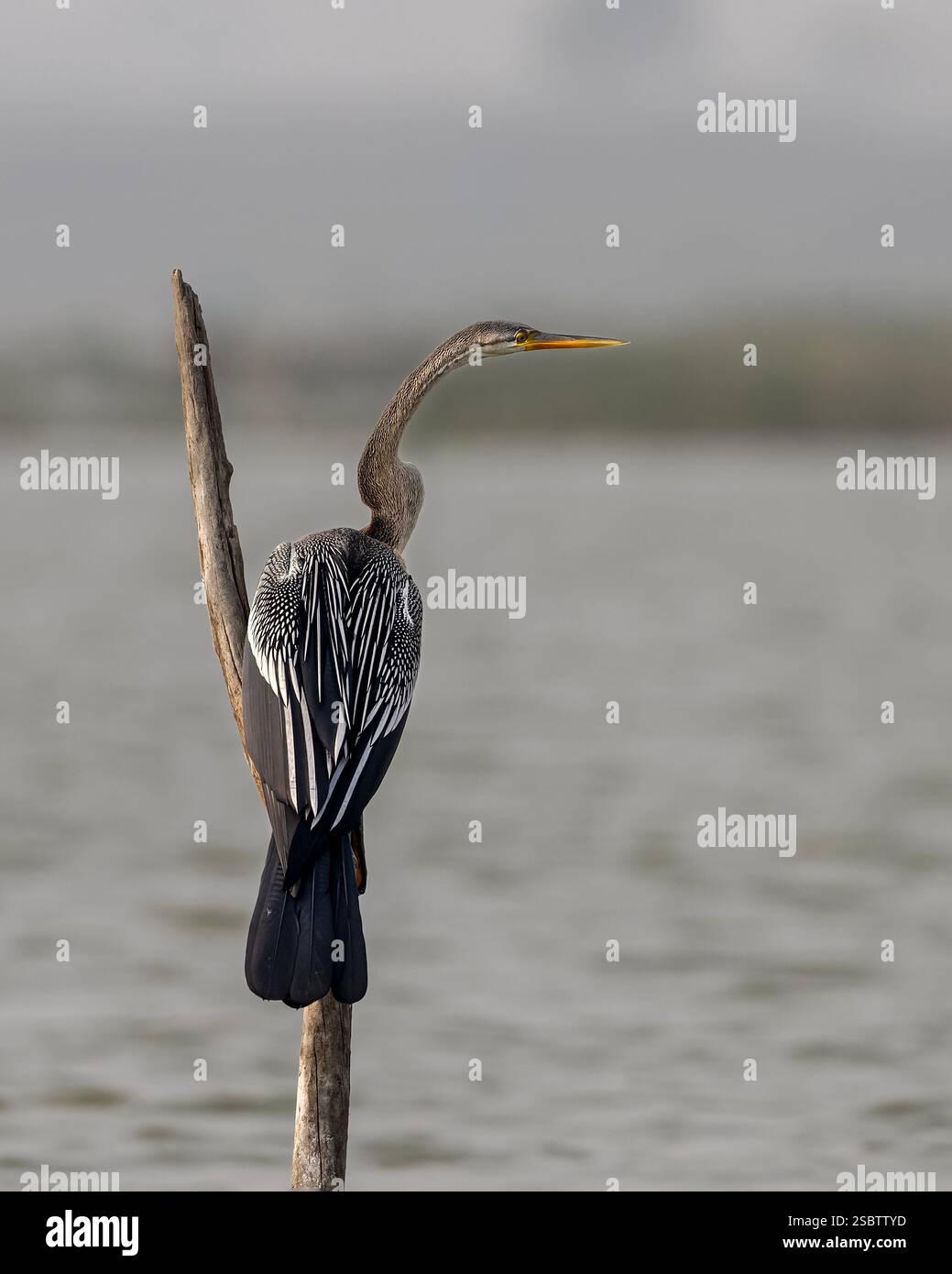 The Oriental darter (Anhinga melanogaster) is a water bird of tropical ...