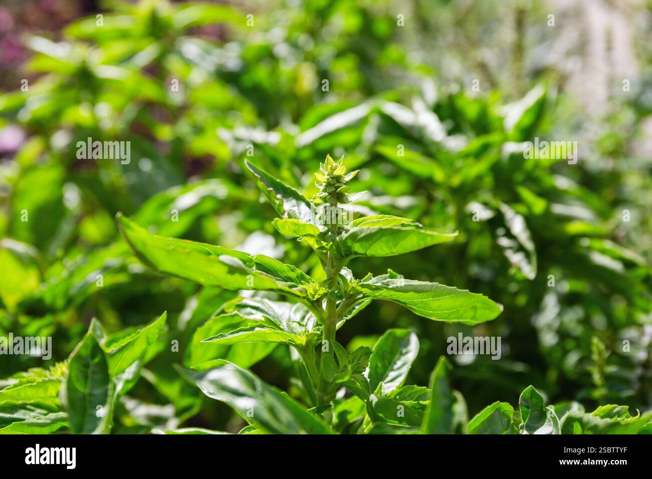 A fresh basil herb growing in small kitchen garden outdoor Stock Photo ...