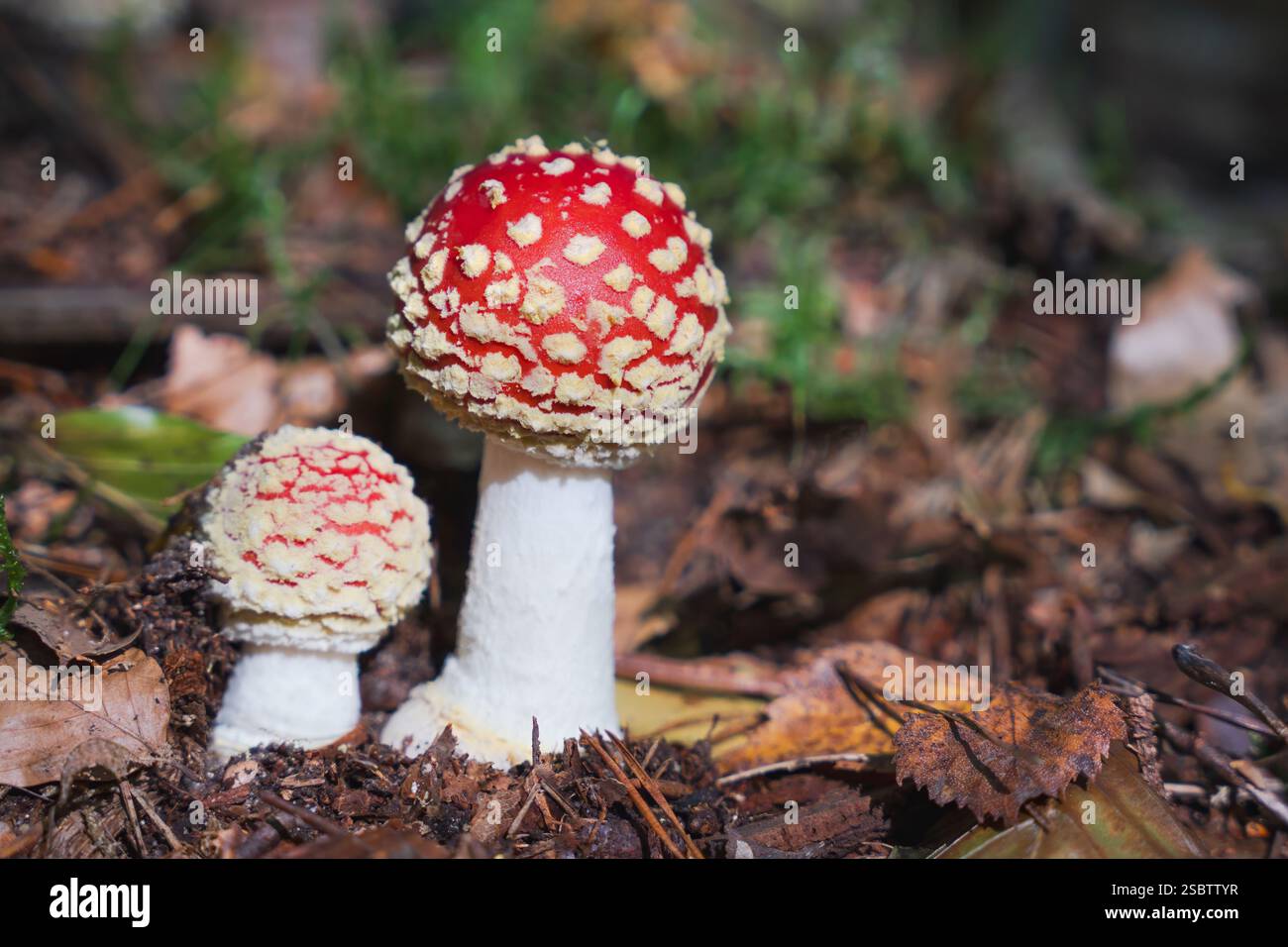 Two fly agaric mushrooms with red caps and white patches grow among ...