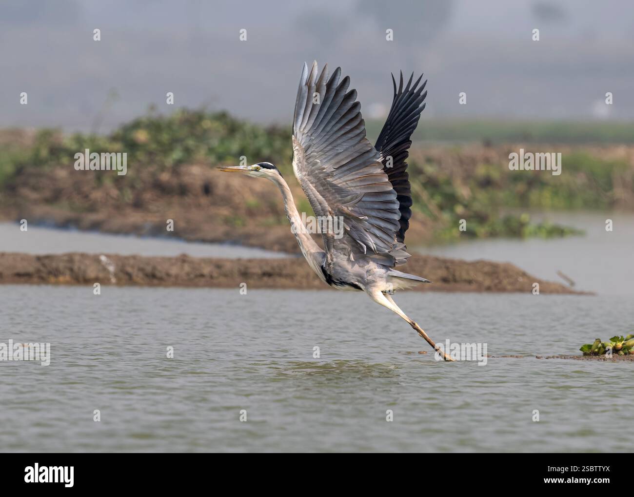 The grey heron (Ardea cinerea) is a long-legged wading bird of the ...