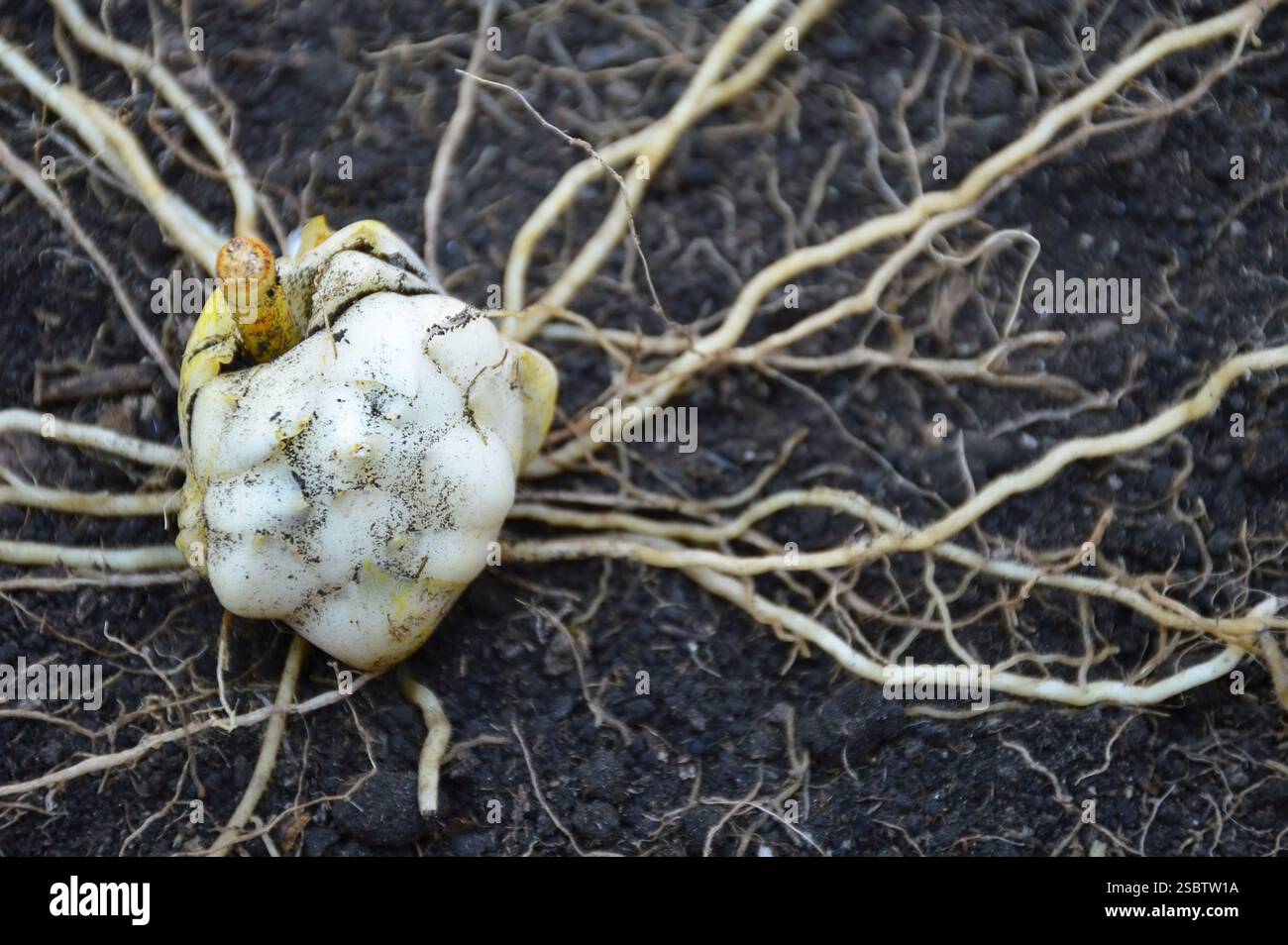 Lily bulb root on hi-res stock photography and images - Alamy