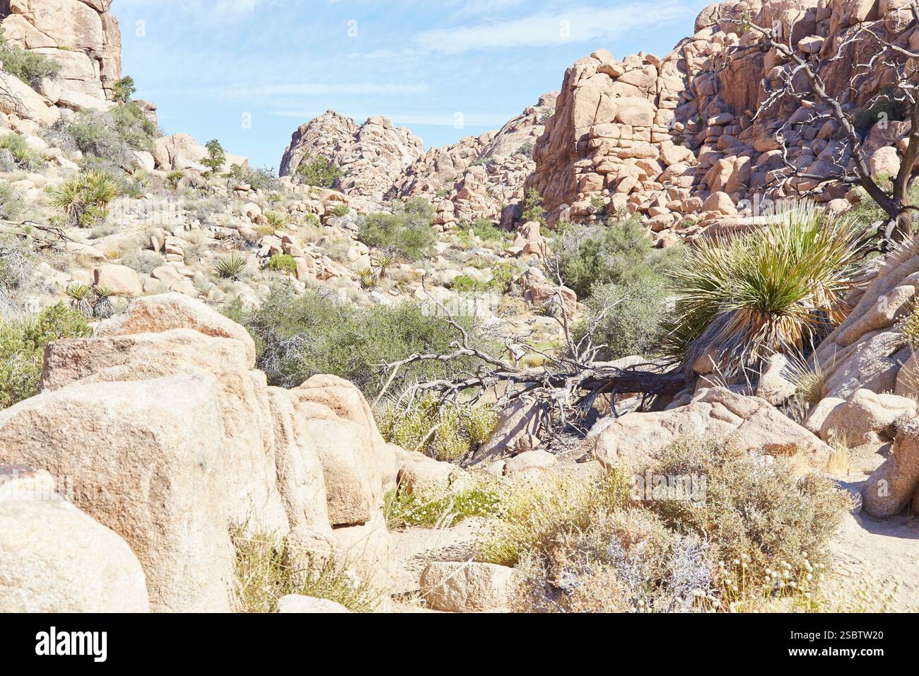 Joshua Tree National Park is where the Colorado and Mojave deserts ...