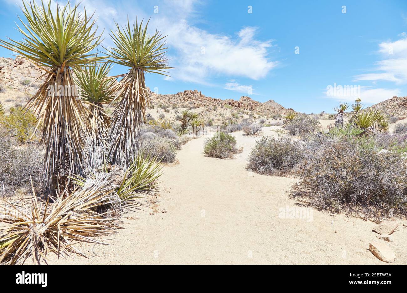 Joshua Tree National Park is where the Colorado and Mojave deserts ...