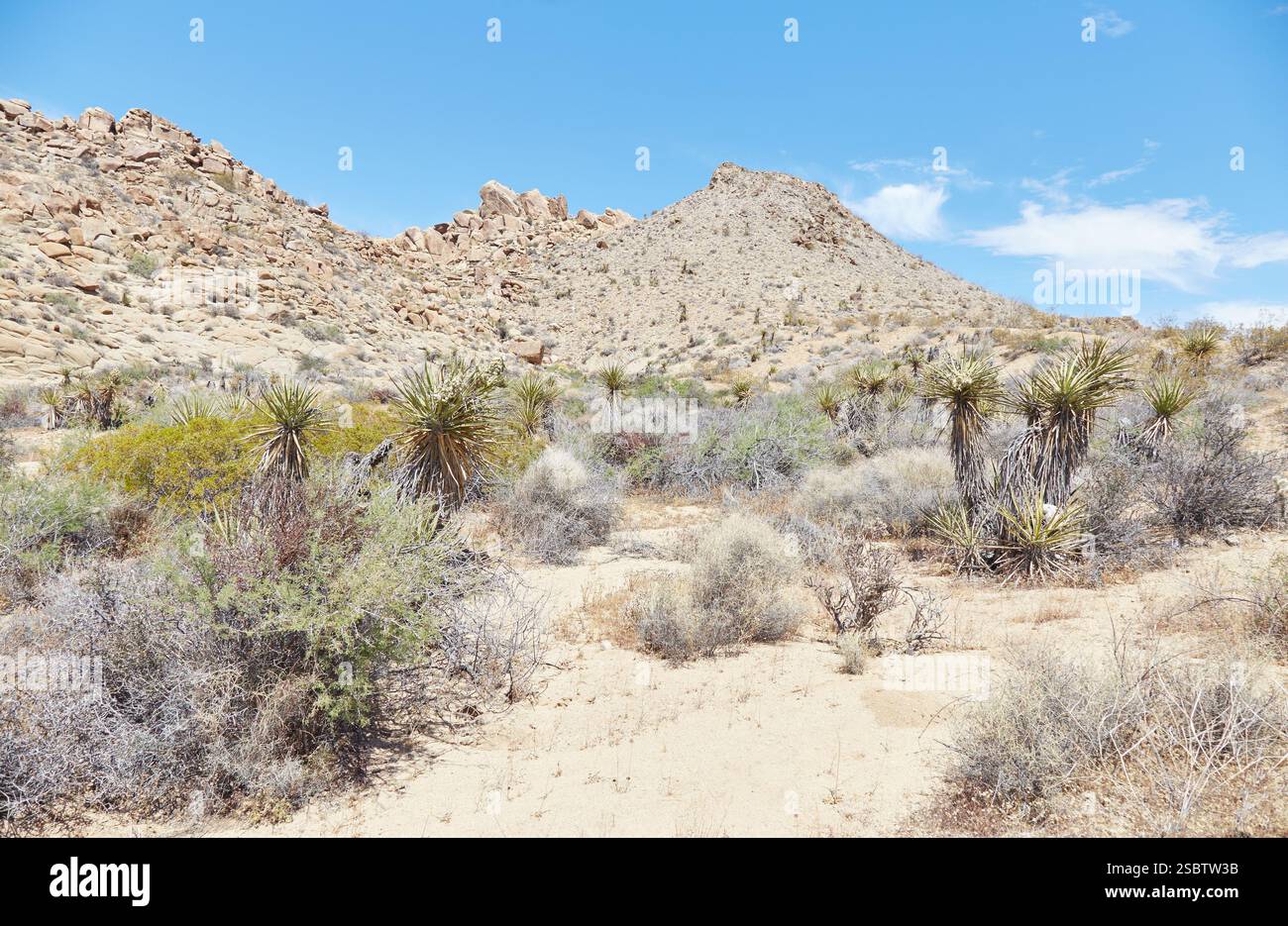 Joshua Tree National Park is where the Colorado and Mojave deserts ...