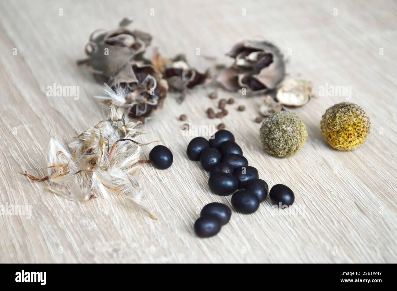 Collection of various flower seeds Stock Photo - Alamy