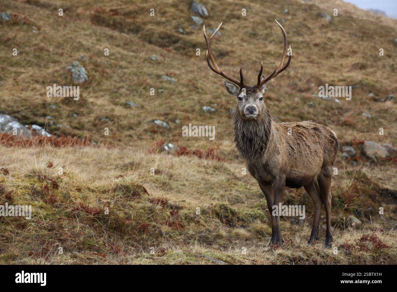 Stunning Wild Red Deer Stag in the Scottish Highlands Stock Photo - Alamy