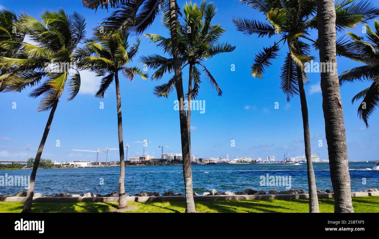 Palm trees in miami aerial hi-res stock photography and images - Alamy