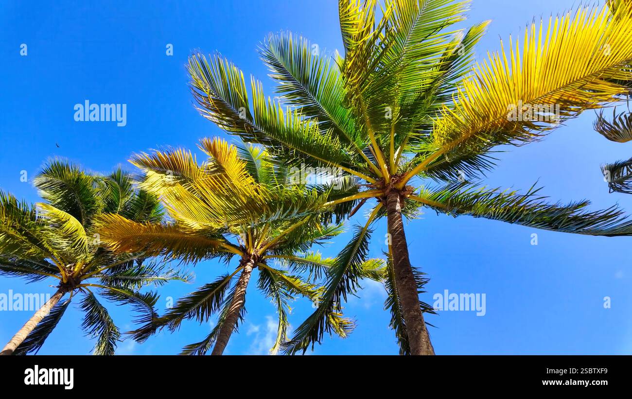 Palm Trees at beautiful Bayfront Park in Miami Florida Stock Photo - Alamy