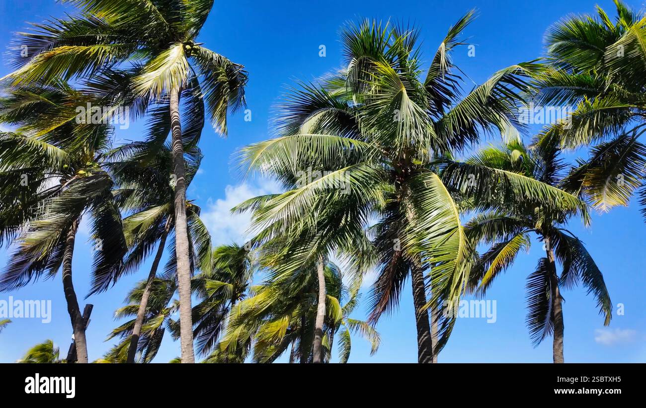 Palm Trees at beautiful Bayfront Park in Miami Florida Stock Photo - Alamy