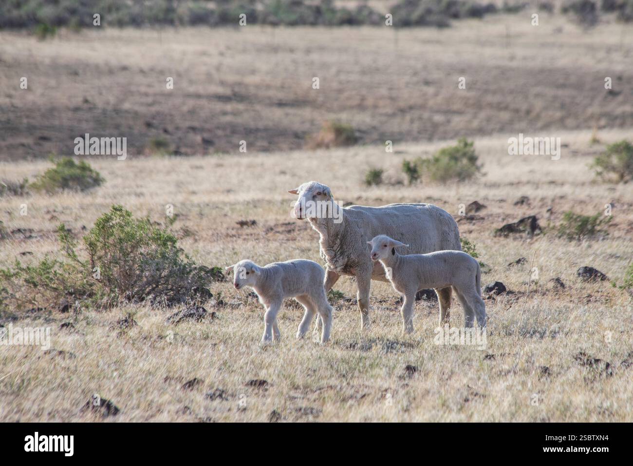 A ewe with her two lambs stands in the arid landscape of the Smoke ...