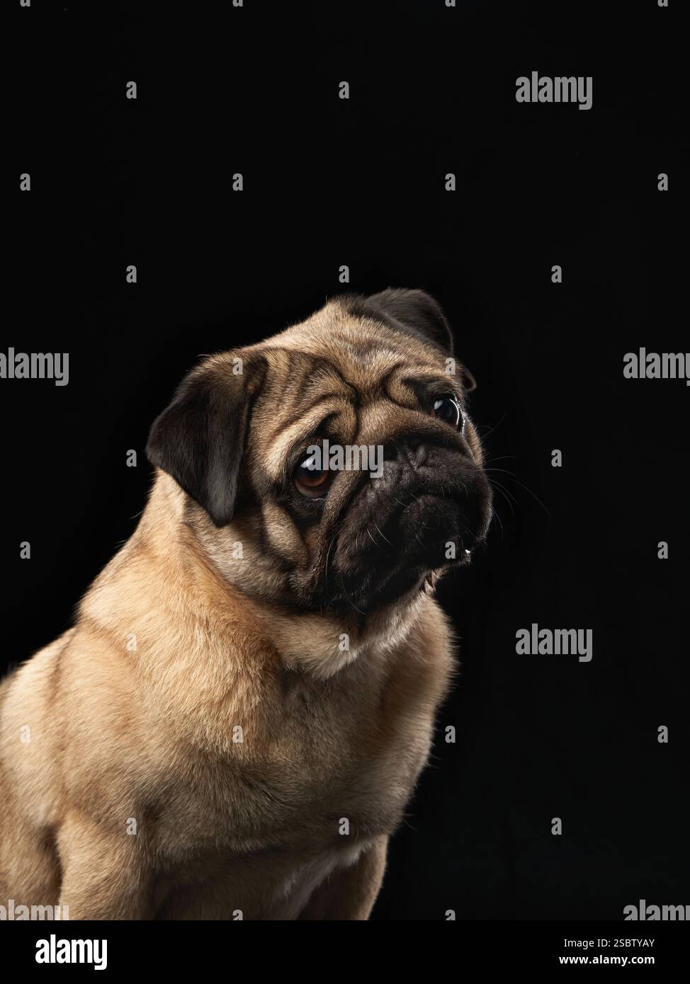 A mopey-looking pug sits with a melancholic expression, captured under ...
