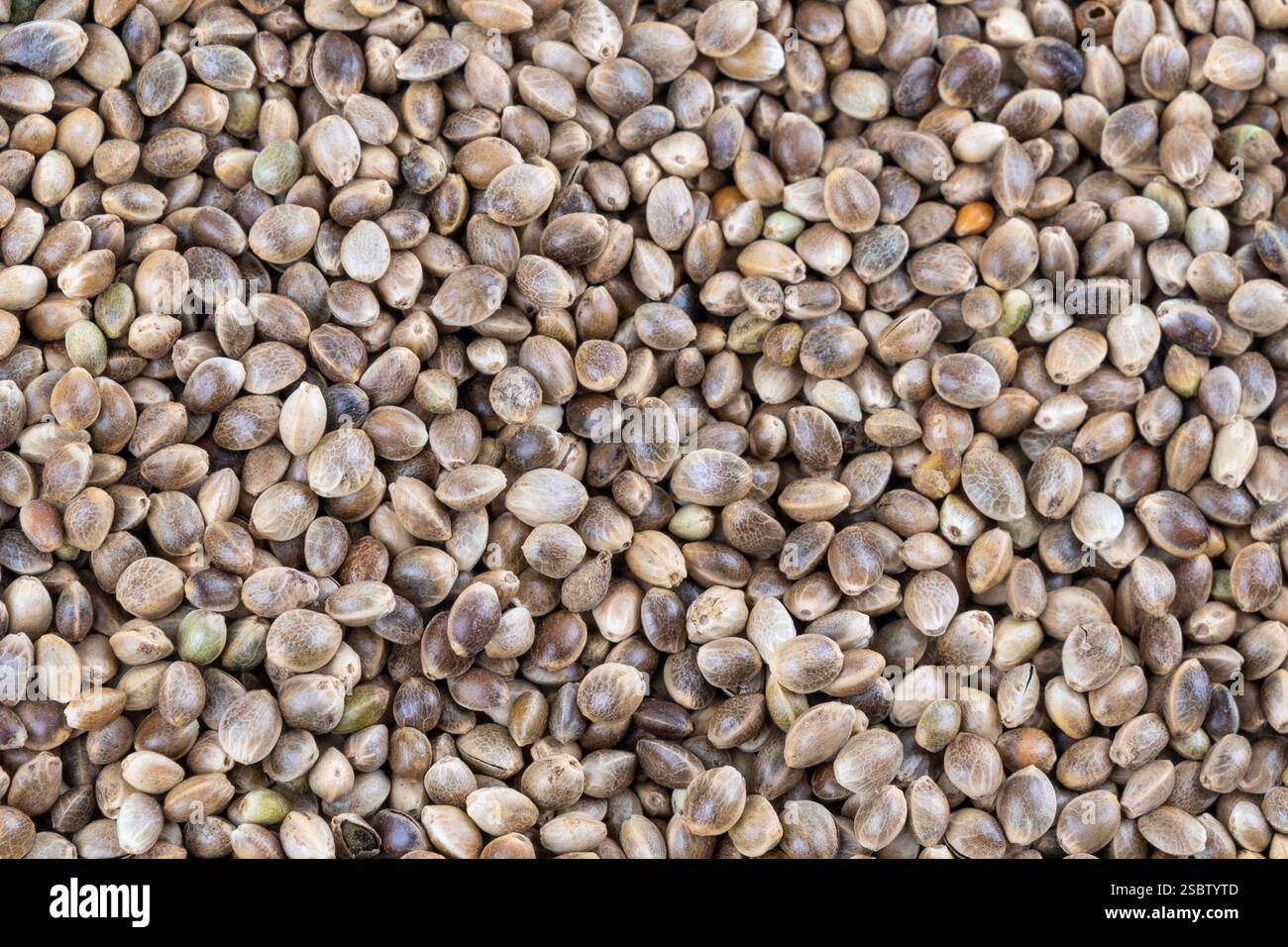 Hemp seeds, close-up. Food background. Source of protein and amino ...