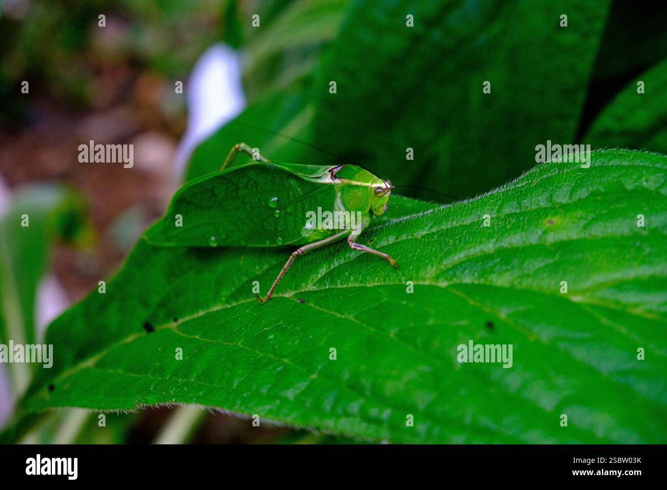 katydid leaf bug on green leaf hidden Stock Photo - Alamy