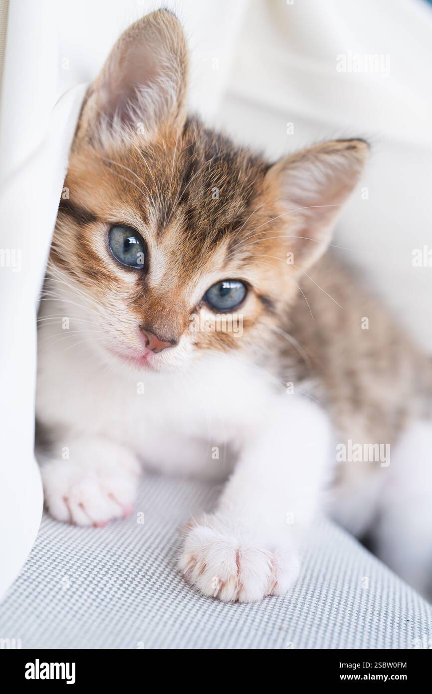 Asian tabby kitten (domestic) blue eyes lying down Stock Photo - Alamy