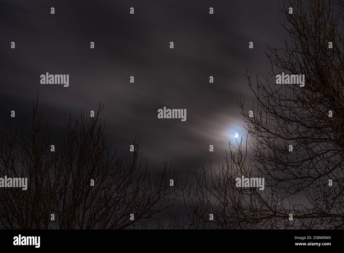 Branches moving wind hi-res stock photography and images - Alamy