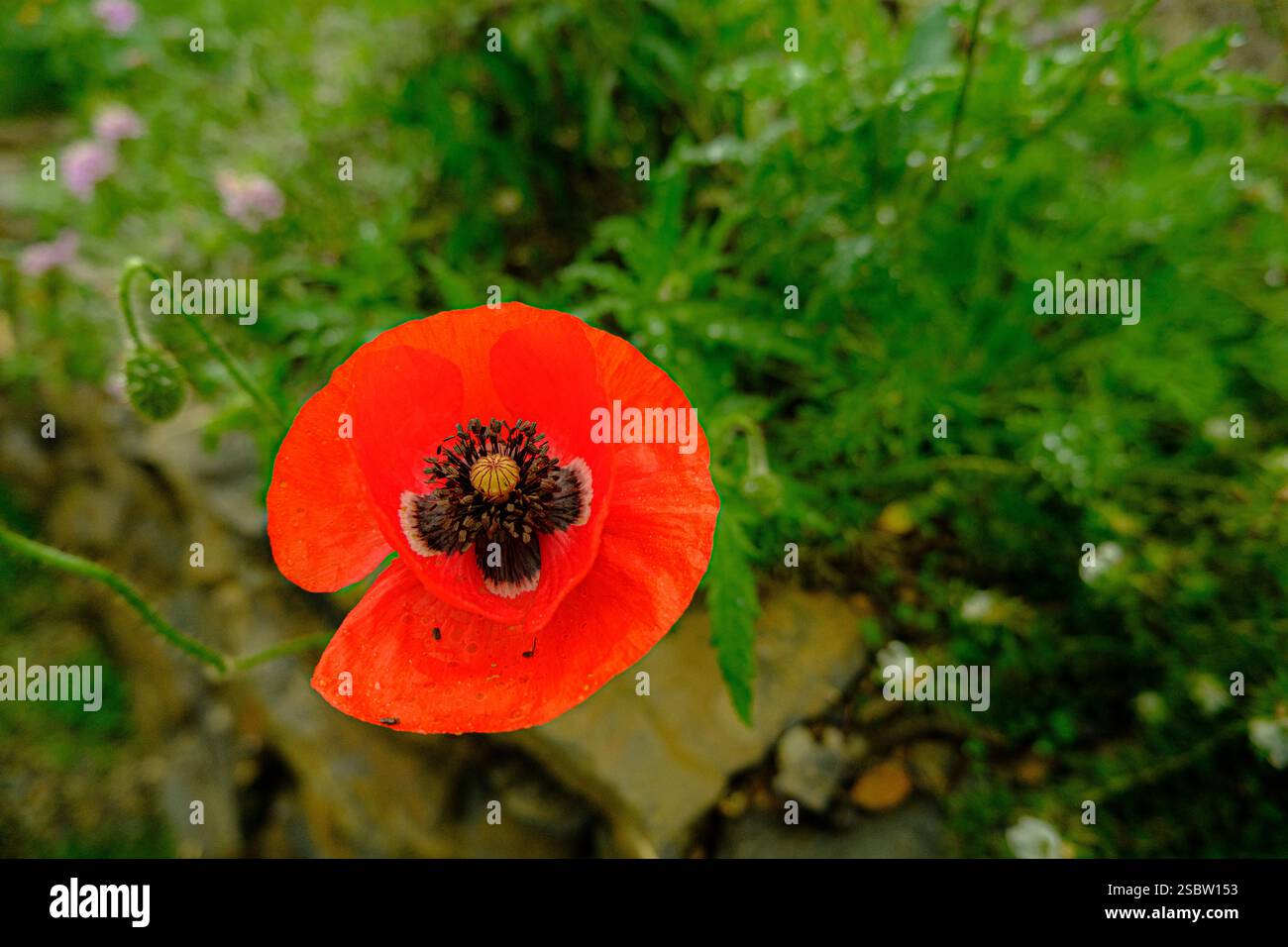 poppy in bloom look from above Stock Photo - Alamy