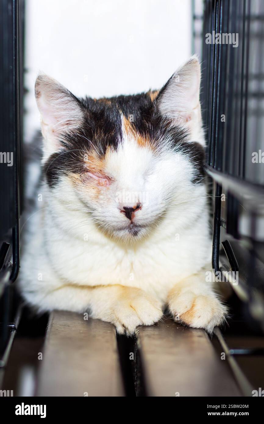 A calicopatterned cat, displaying a mix of colors, is comfortably ...