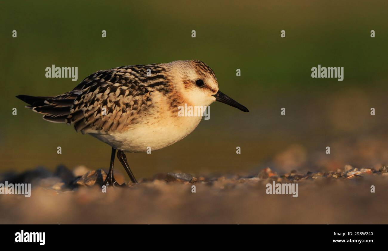 Sandring (Calidris alba) in an evening light Stock Photo - Alamy