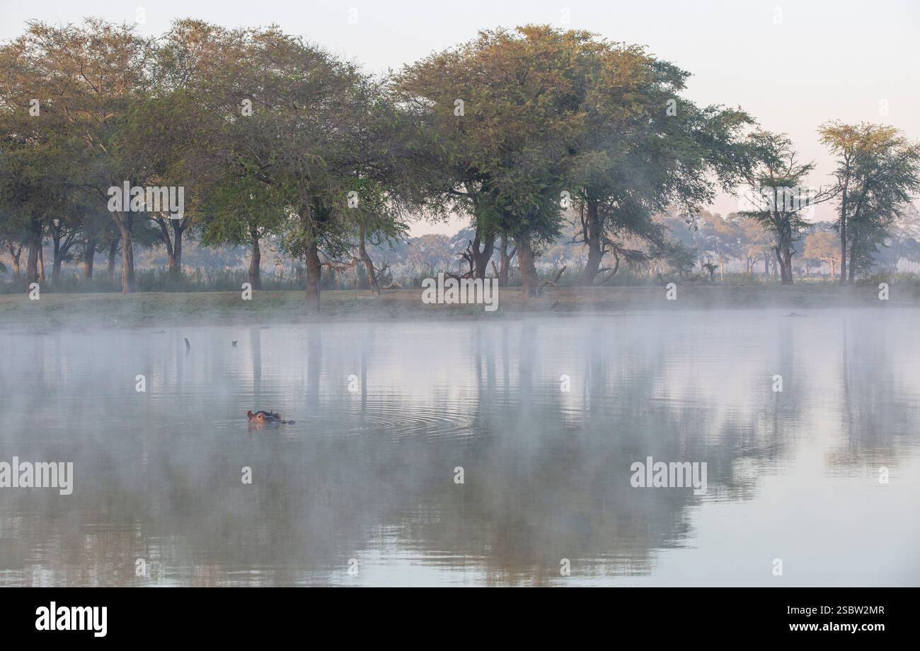 Lone hippo rising to the surface of Lake Kazuni on a misty morning in ...
