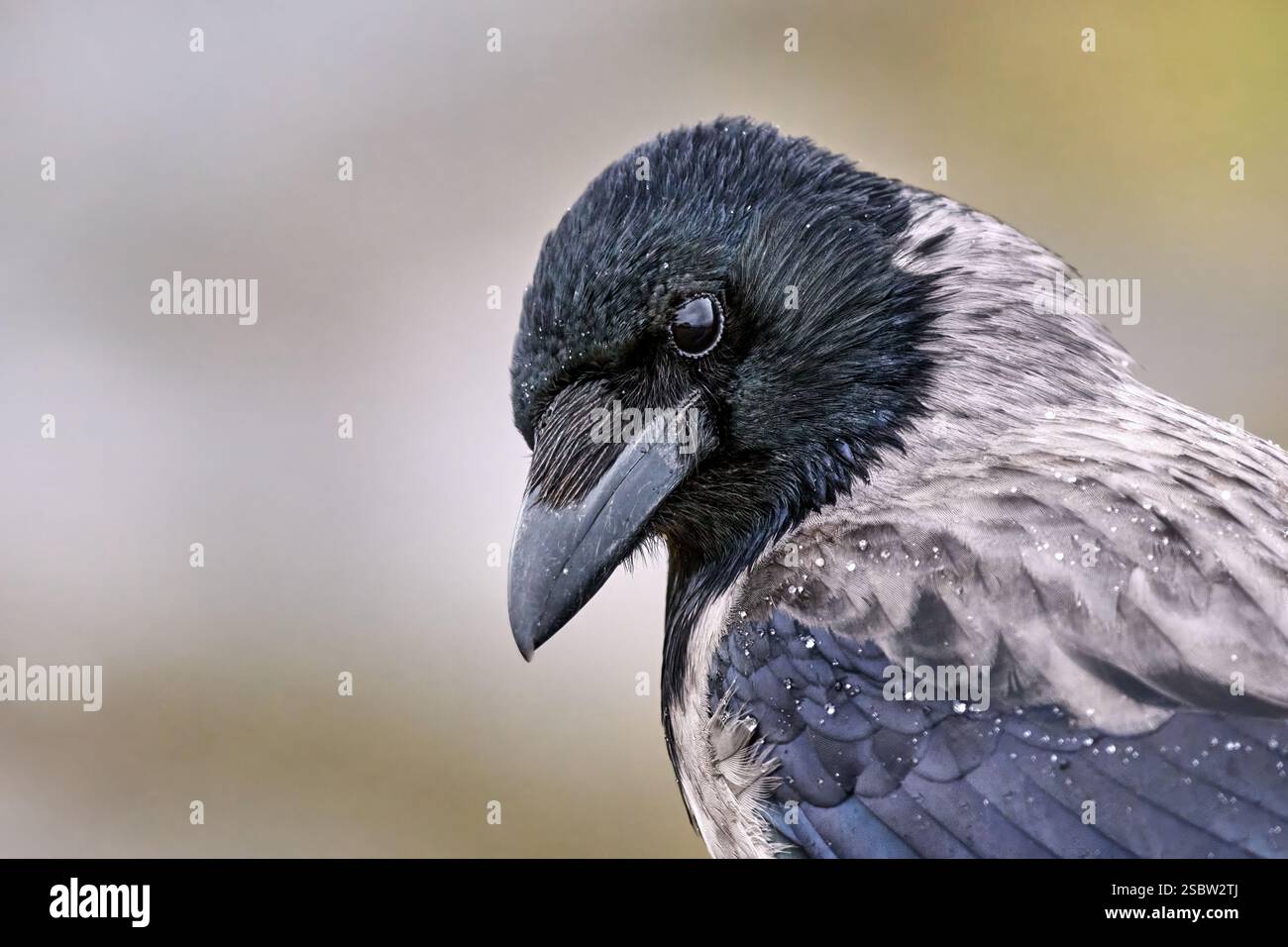 Hooded Crow Portrait Stock Photo - Alamy