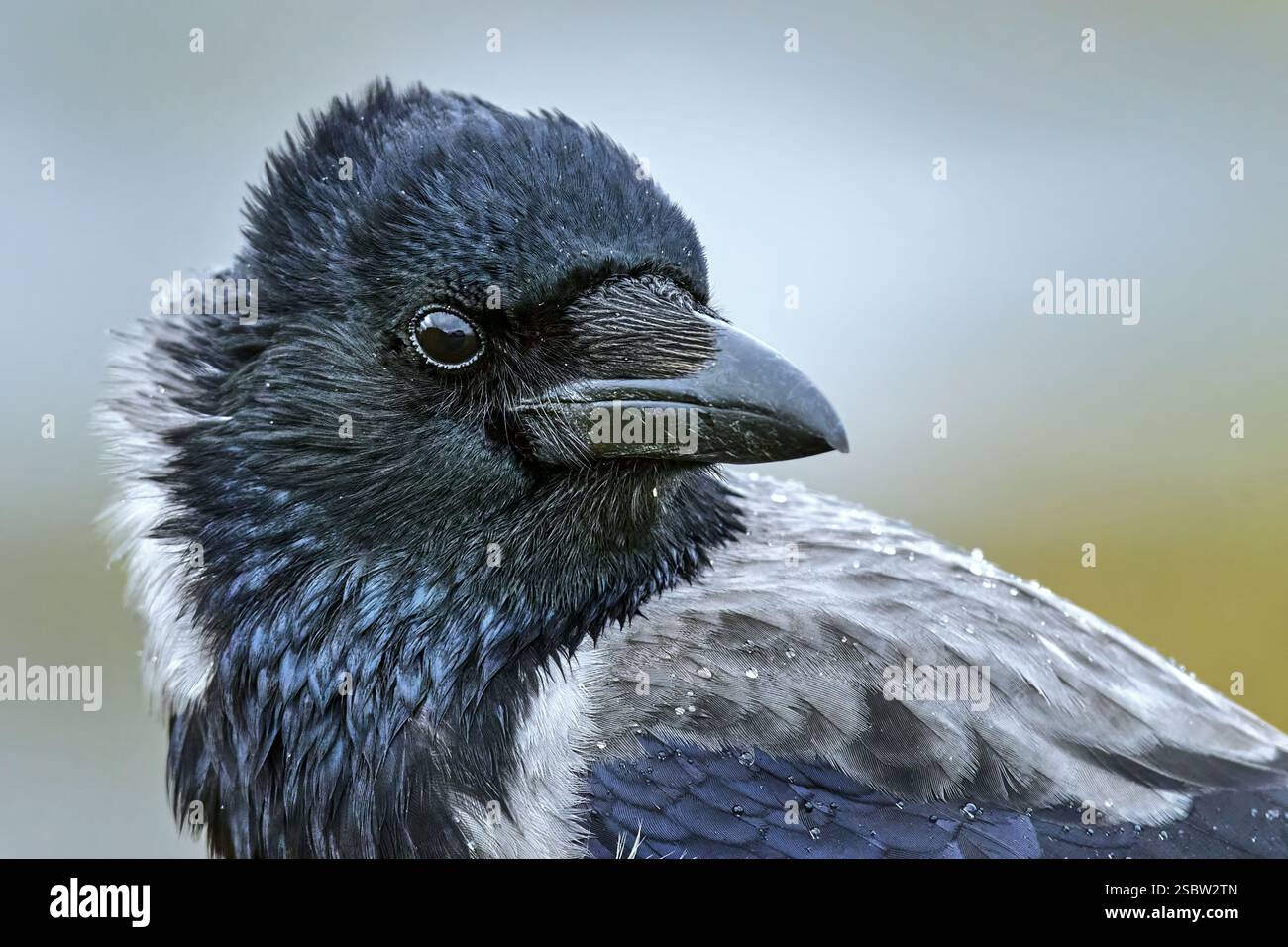 Hooded Crow Portrait Stock Photo - Alamy