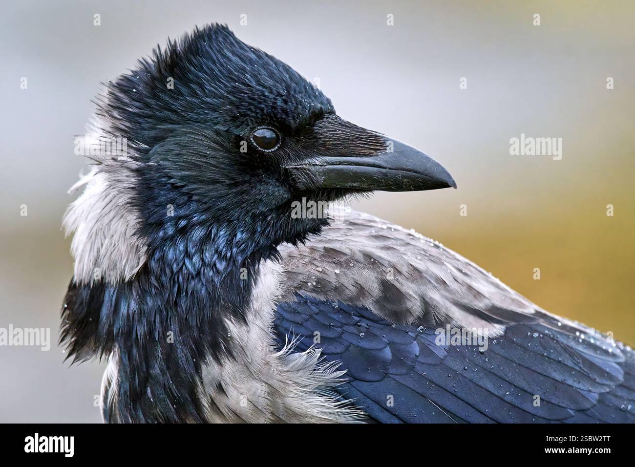 Raptor and crow hi-res stock photography and images - Alamy