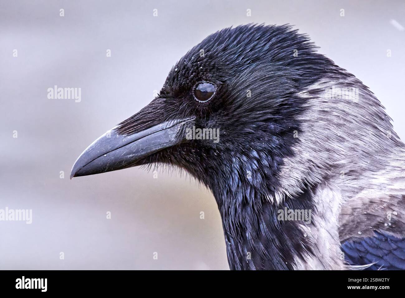Hooded Crow Portrait Stock Photo - Alamy