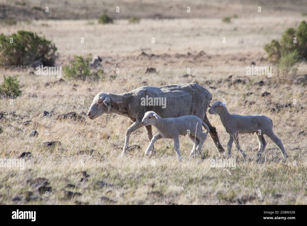 A ewe and her two lambs walking in the Smoke Creek Desert in Lassen ...