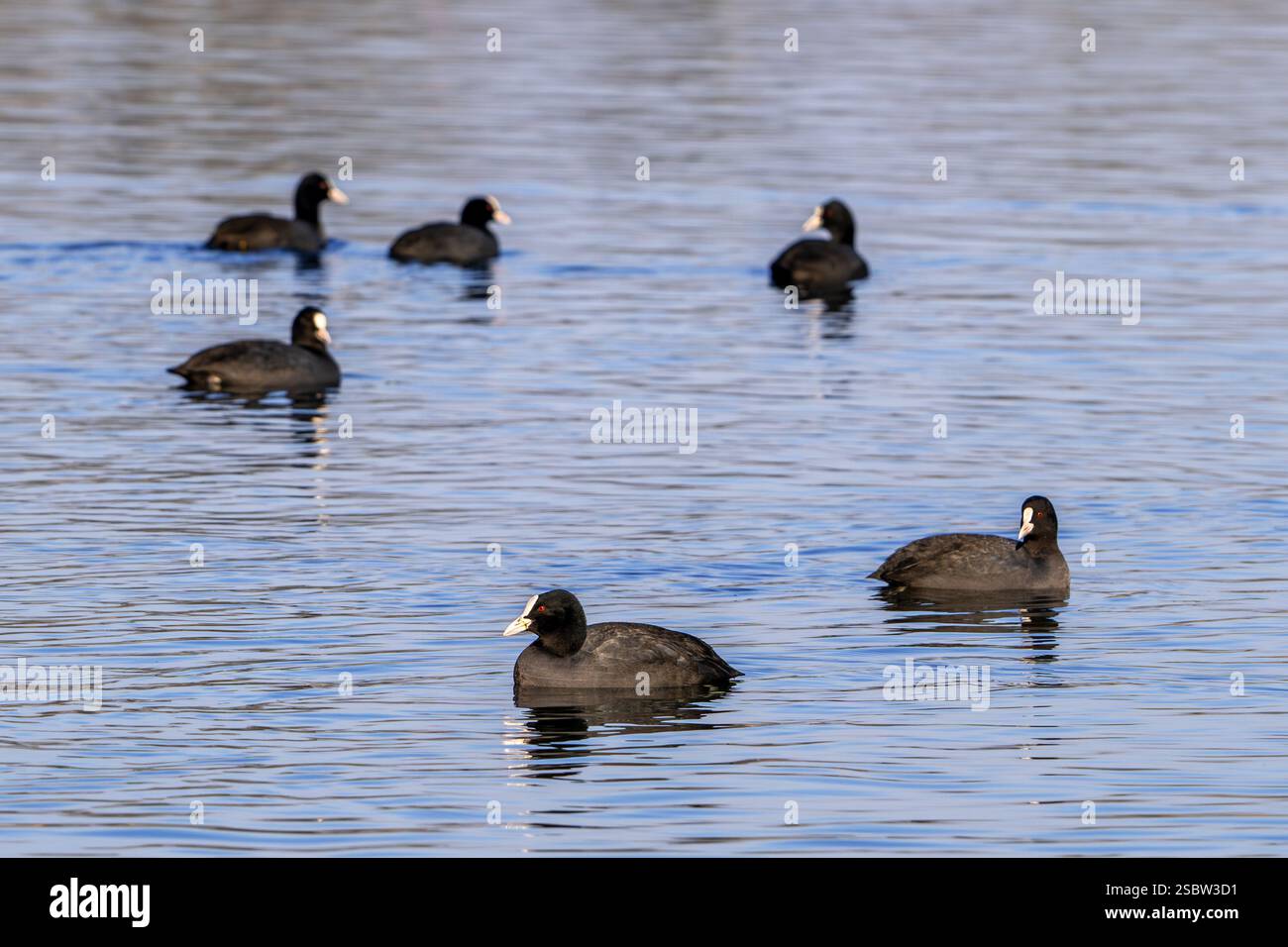 Eurasian coots / common coot (Fulica atra) flock swimming in lake in ...
