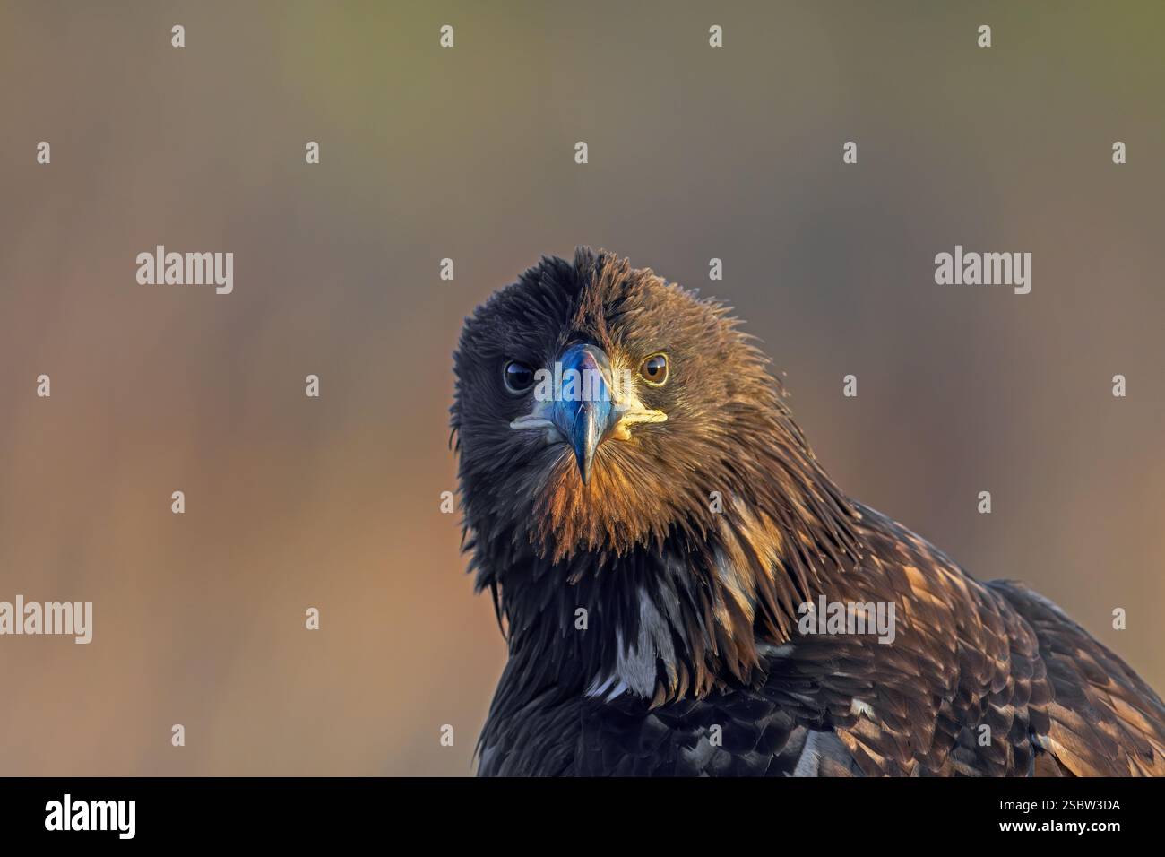 White-tailed eagle / Eurasian sea eagle / erne (Haliaeetus albicilla ...