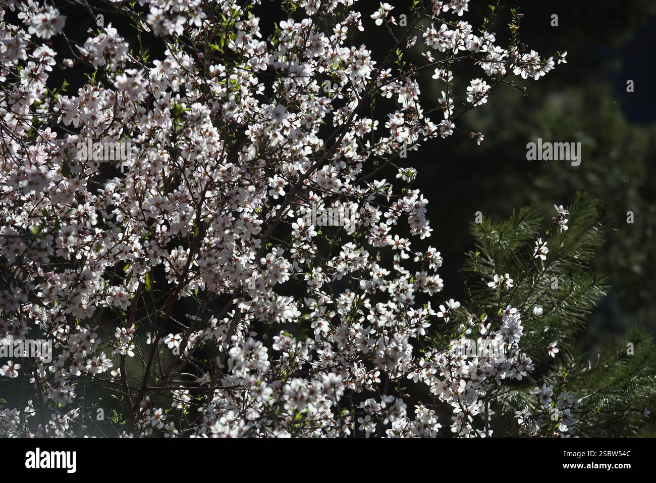 Branches of a blooming Shkedia, blossoming Common Almond Tree, a ...
