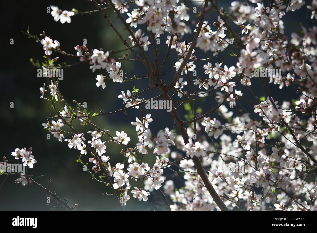 Branches of a blooming Shkedia, blossoming Common Almond Tree, a ...