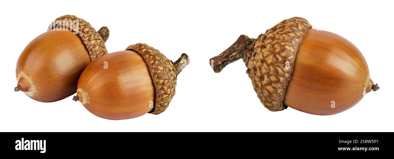 Brown acorn oak nut isolated on white background Stock Photo - Alamy