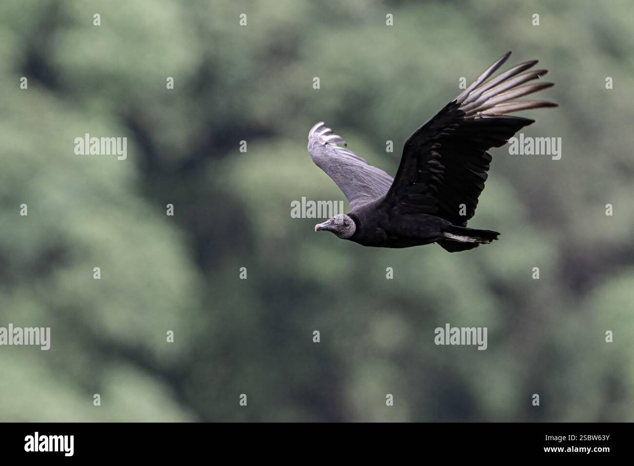Coragyps atratus, The black vulture, also known as the American black ...