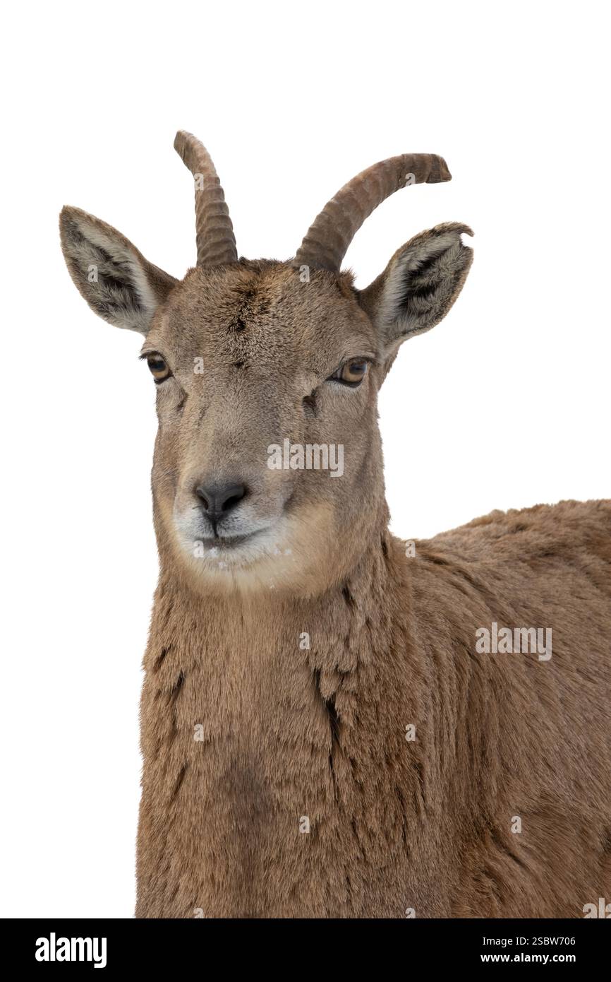 Transcaspian urial (Ovis orientalis arkal). Wild life animal. isolated ...