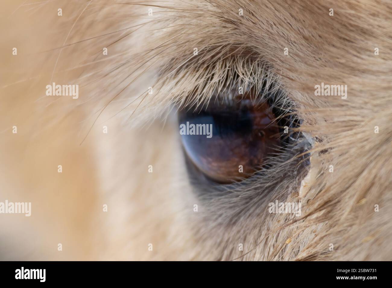 Bactrian Camel. Wild camels Camelus ferus live only in Gobi and Gashun ...