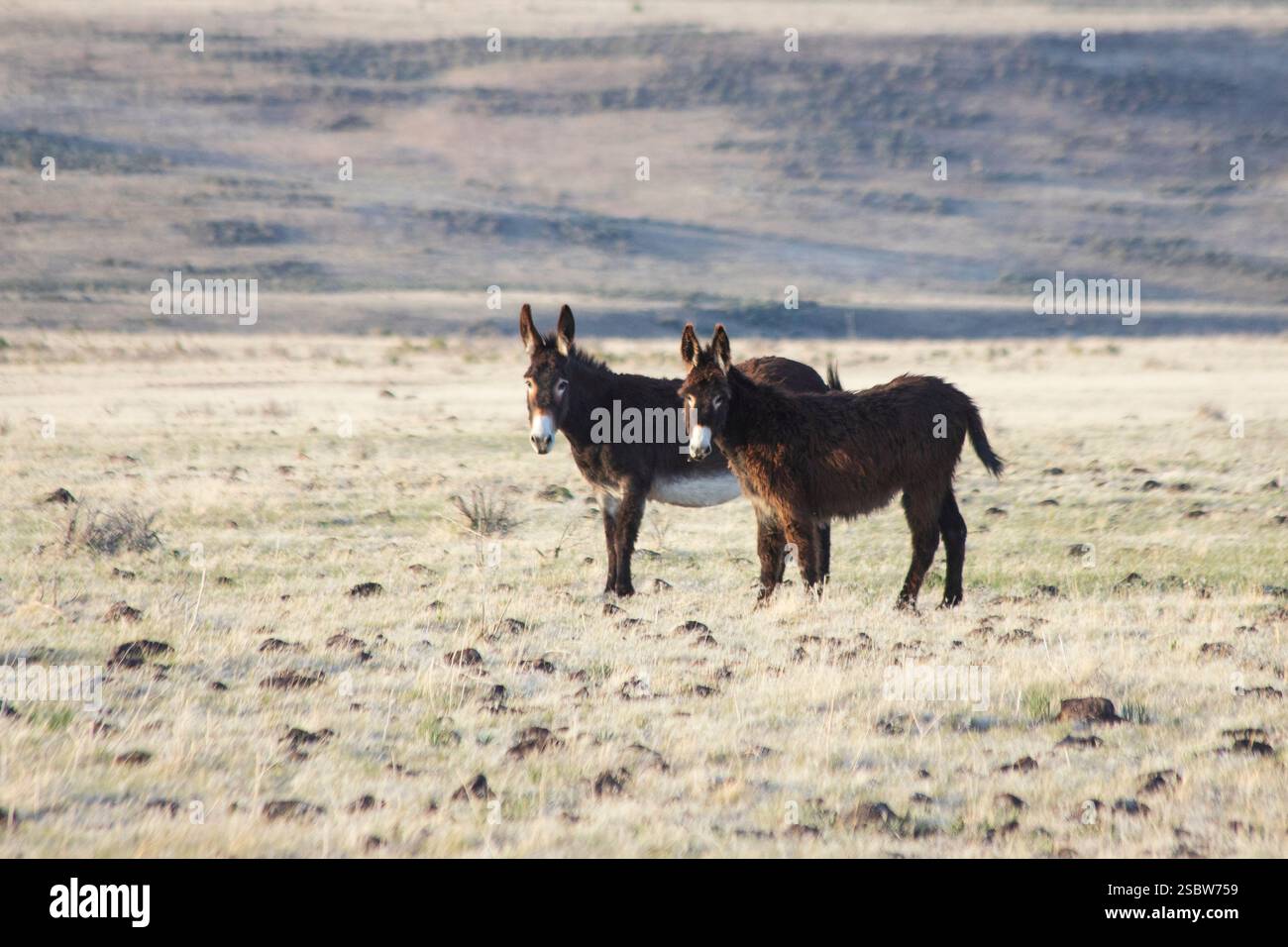 A pair of wild burros stands alert in the Smoke Creek Desert of Lassen ...
