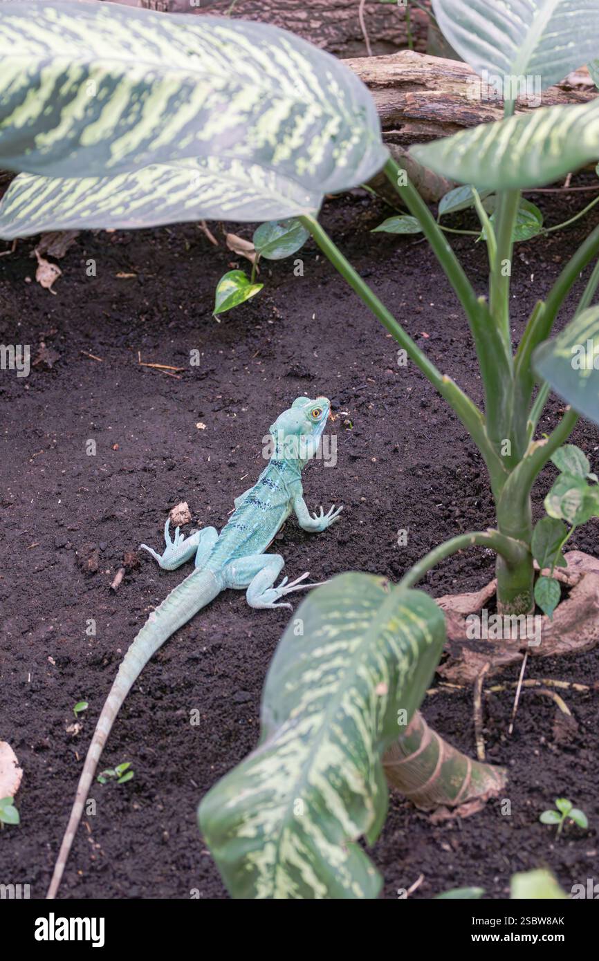 A vibrant green lizard resting on dark soil among lush tropical plants ...