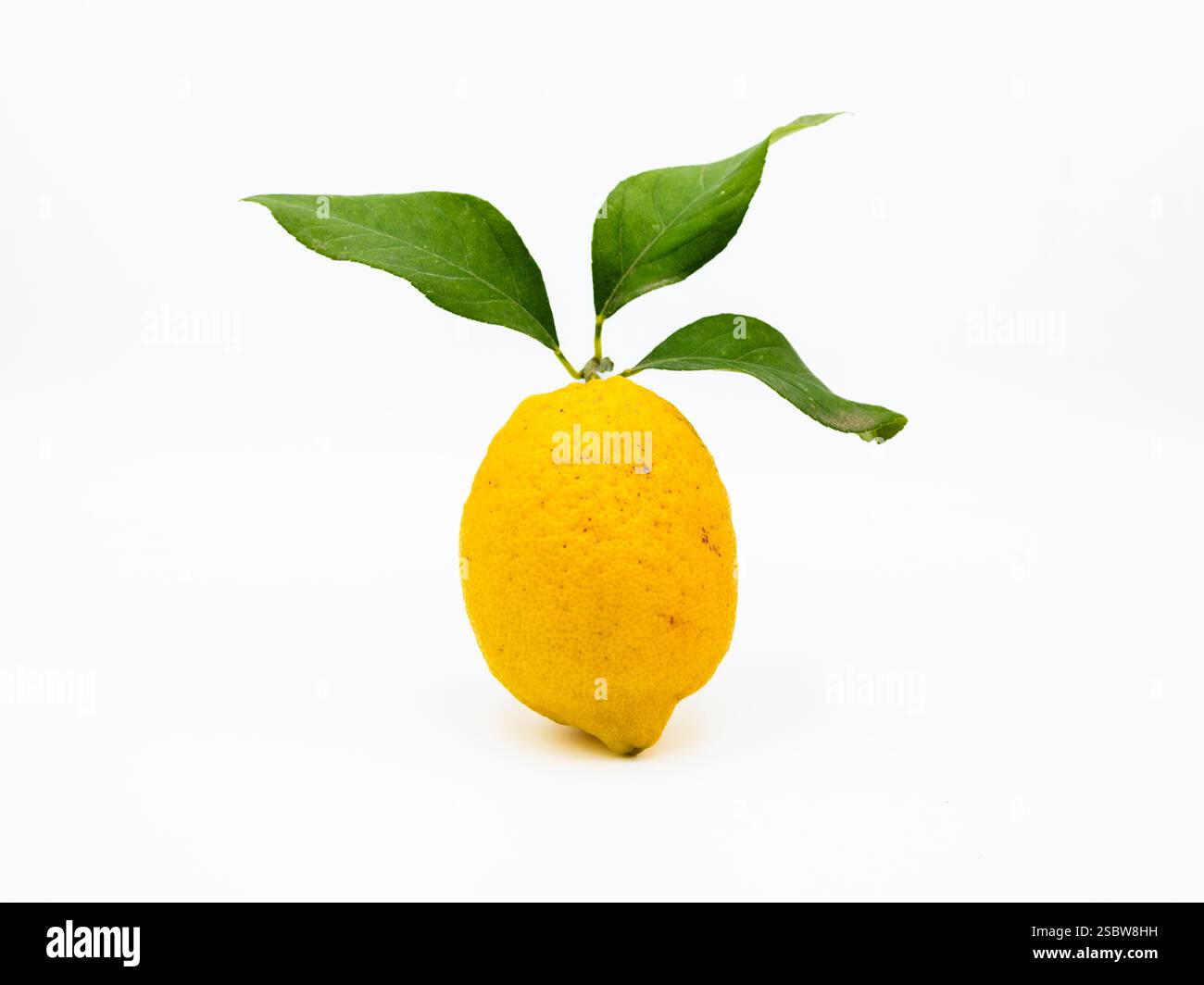 Manzana con hojas hi-res stock photography and images - Alamy